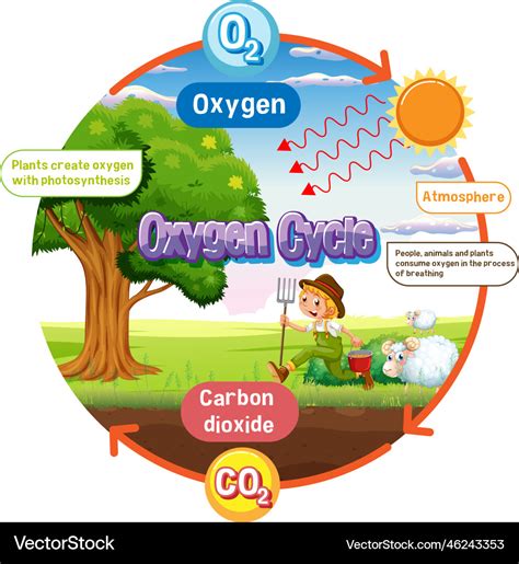 Oxygen Cycle Diagram For Science Education Vector Image