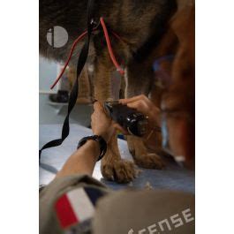 ImagesDéfense Le médecin principal de 2e classe tond la patte d un