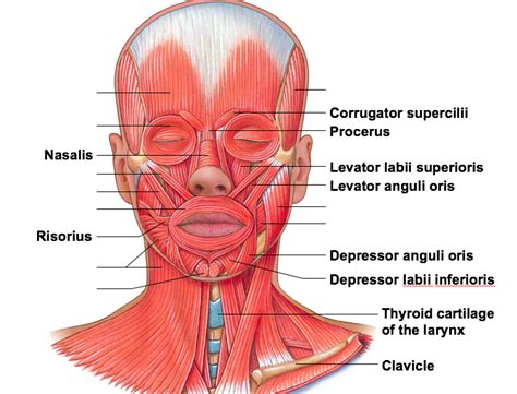 Muscles Of Facial Expression Anterior View Diagram Quizlet