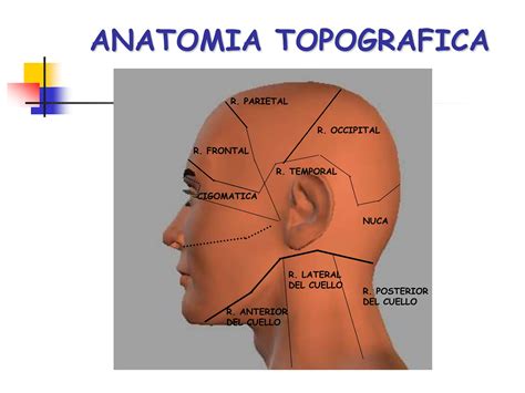 Anatomia Topografica Forense Vertiales Frontales PPT