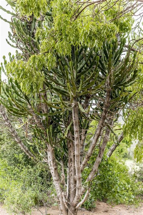 Euphorbia Plant At Botanic Gardens Worcester Stock Image Image Of
