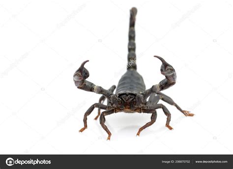 Imagen Del Escorpión Emperador Pandinus Imperator Sobre Fondo Blanco