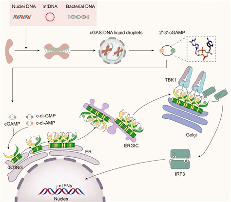 Frontiers The CGAS STING Pathway In Bacterial Infection And Bacterial
