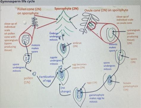 Solved Use The Gymnosperm Life Cycle Diagram Provided Below Chegg