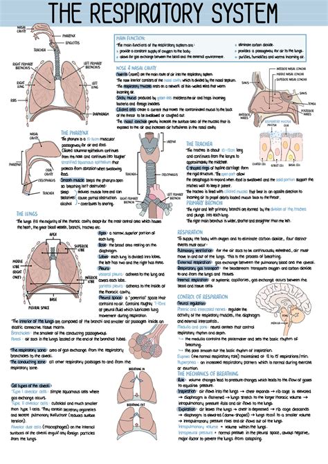 The Respiratory System Main Function Nose Nasal Cavity Mucosa