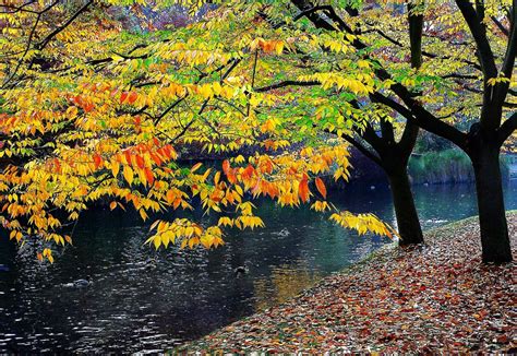 Kostenlose Foto Baum Natur Ast Sonnenlicht Blatt Blume