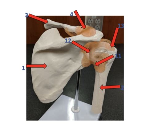 Shoulder Joint Flashcards Quizlet