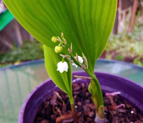 Biosfera Vegetal Lirio De Los Valles O Muguet Convallaria Majalis L