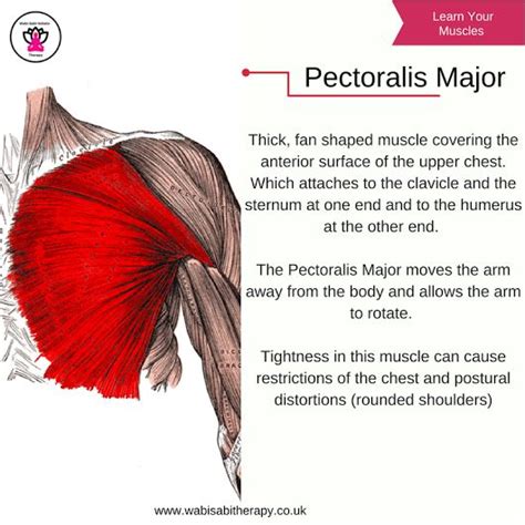 Learn Your Muscles Pectoralis Major Learning Muscle Body