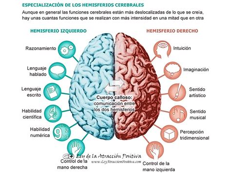 Ejercicios Para Estimular Los Hemisferios Cerebrales Ley De La The