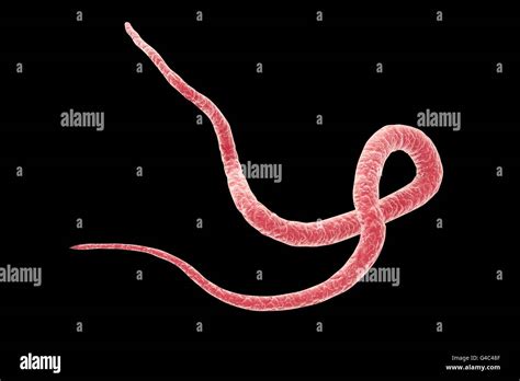 Ascaris lumbricoides huevos fotografías e imágenes de alta resolución