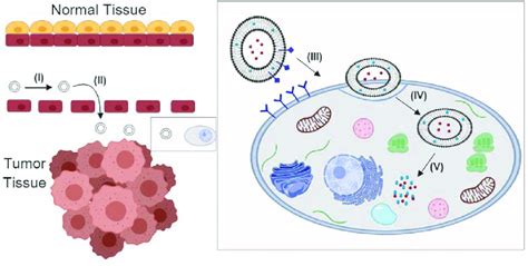 Intracellular Uptake Of Drug Delivery Systems In Tumor Tissue By The