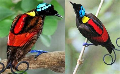 Tarian Khas Burung Eksotis Tanah Papua Ini Pancarkan Pesona Manakjubkan