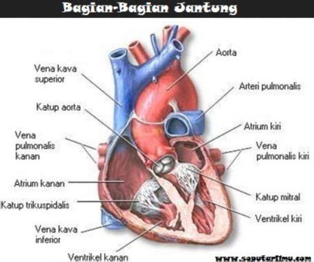Ruang Dalam Jantung Dan Fungsinya Madeleine May