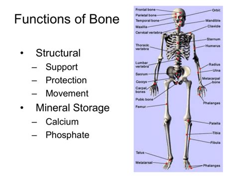 Functions Of Bone