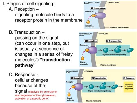 PPT Chapter 11 Cell Communication Why Do Cells Communicate