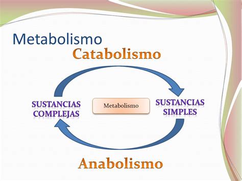 Seres Vivos Metabolismo