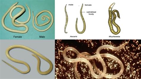 Phylum Aschelminthes Definition Examples Characteristics Biology