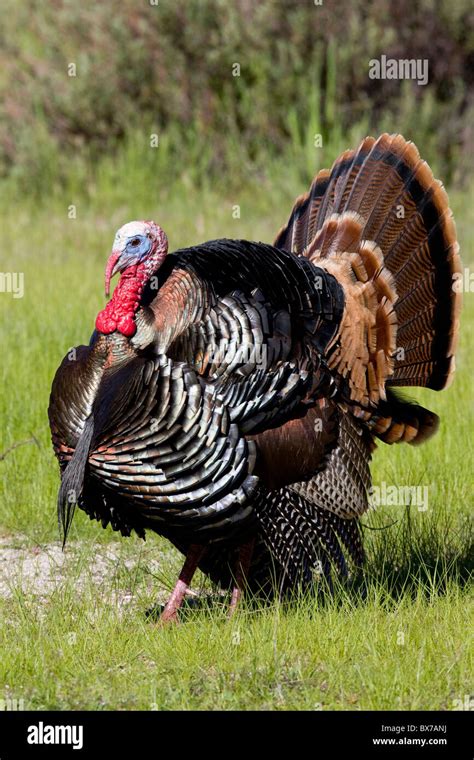 Big Real Wild Turkey