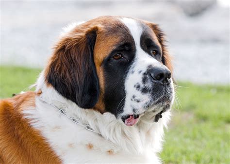 Saint Bernard Full Size Atelier Yuwa Ciao Jp