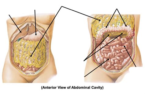 Greater Omentum The Transverse Colon Diagram Quizlet 60 OFF