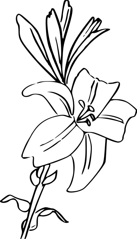 Coloriage Fleur Lys Gratuit Imprimer Coloriages Info
