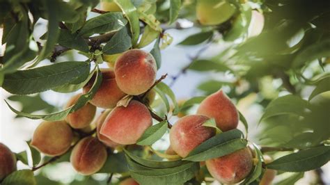 Prueba este abono casero para que tu árbol frutal de durazno tenga una