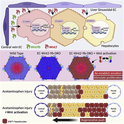 Single Cell Spatial Transcriptomics Reveals A Dynamic Control Of
