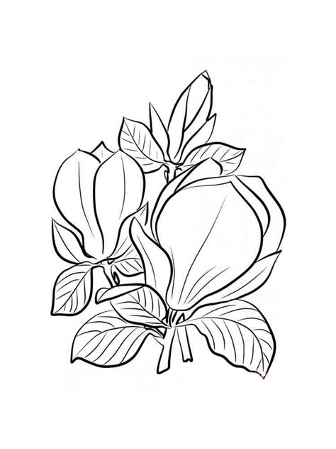 Målarbild Magnolia Blommor Skiv ut gratis på malarbilder se
