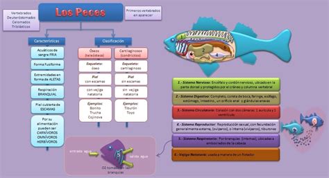 Esquemas diagramas gráficos y mapas conceptuales Los Peces