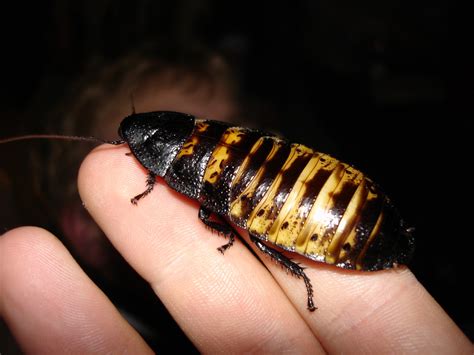 Cockroach Desktop Wallpapers Phone Wallpaper Pfp Gifs And More