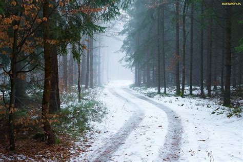 Tapety zdjęcia Zima Las Mgła Droga Śnieg Drzewa