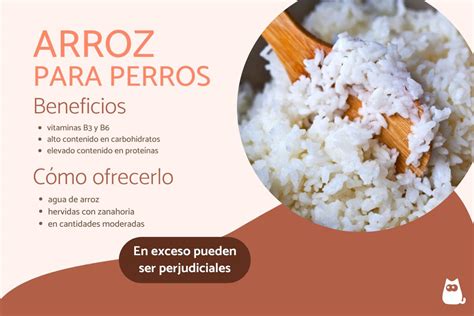 Puedo Alimentar A Mi Perro Con Arroz Blanco Cocido