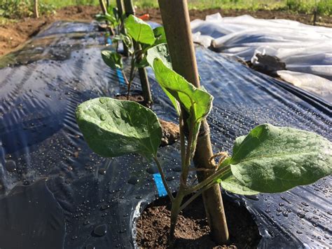 ナスの苗を畑に植えて栽培してみよう