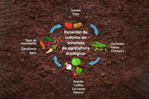 Rotación de cultivos en sistemas de agricultura ecológica Cultura
