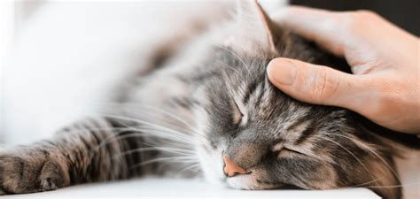 Como saber se o seu gato está dor Pearson Saúde Animal