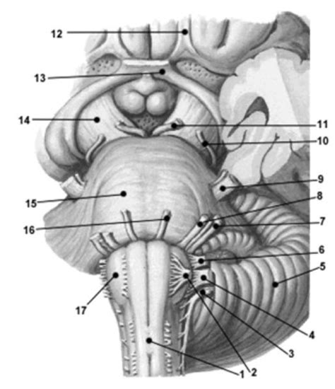 Anatomy Chapter Cranial Nerves Diagram Quizlet
