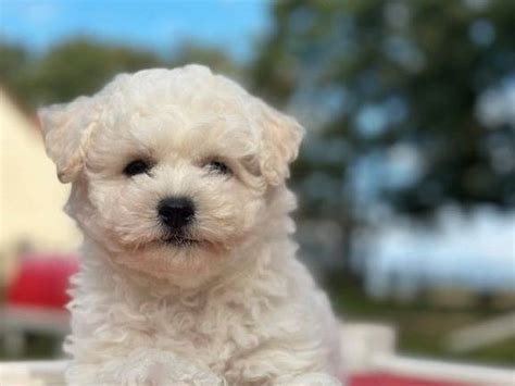 Des chiots Bichons Frisés blancs LOF à réserver Petite Annonce chien