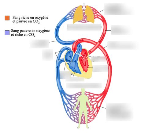 Diagram Schéma simplifié de la circulation sanguine Quizlet