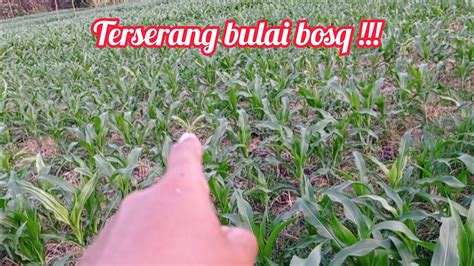 Cara Tepat Mengendalikan Serangan Bulai Pada Tanaman Jagung Tanpa