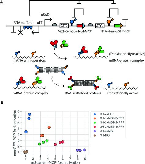 ms2 and pp7 aptamer copy number determine relative protein expression download scientific