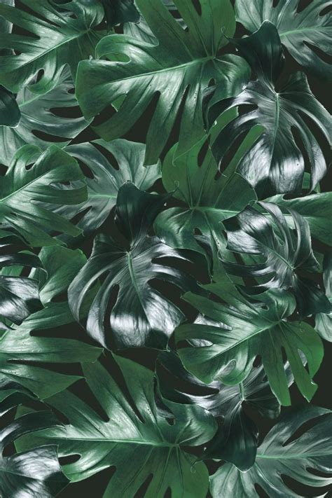 Pin Auf Urban Jungle Tapeten Und Inspiration