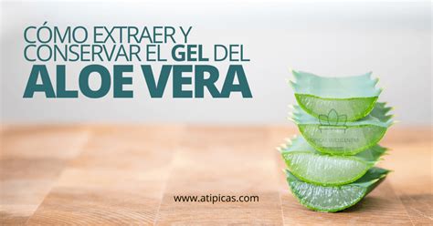 C Mo Extraer Y Conservar Aloe Vera At Picas Suculentas