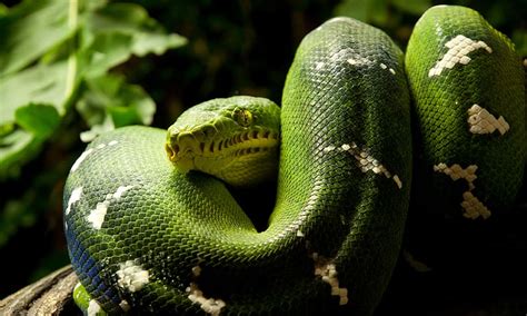 Green Tree Python Wallpaper