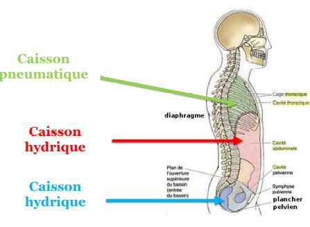 ANATOMIE Rôles des Muscles abdominaux Flashcards Quizlet