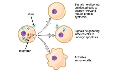 A Weak Signal For Strong Responses Interferon Alpha Beta 48 OFF