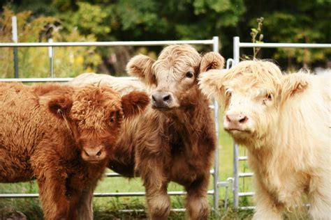 Mini Highland Cows