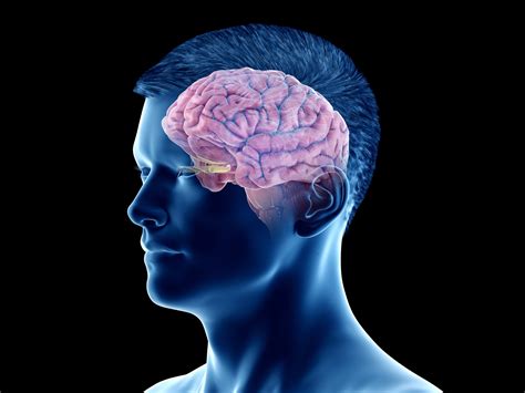 Définition Cortex préfrontal