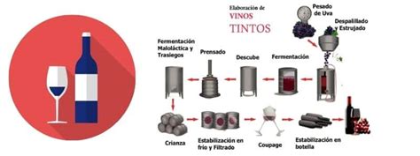 Proceso De Elaboracion Del Vino Como Hace El Vino Tinto Tinto