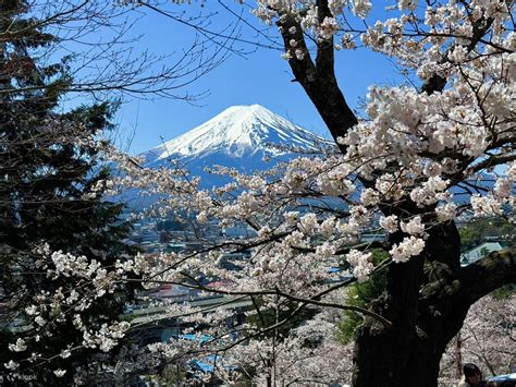 富士山网红打卡赏花一日游河口湖缆车 罗森便利店 忍野八海 浅间公园含缆车门票 赠送富士山泉草饼 Klook客路